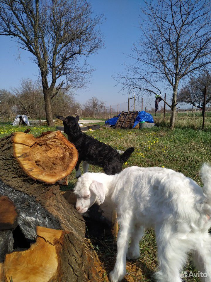 Продам козлят-козликов