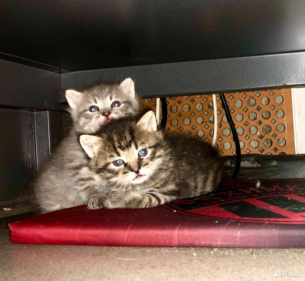 Отдам котят бесплатно в добрые руки