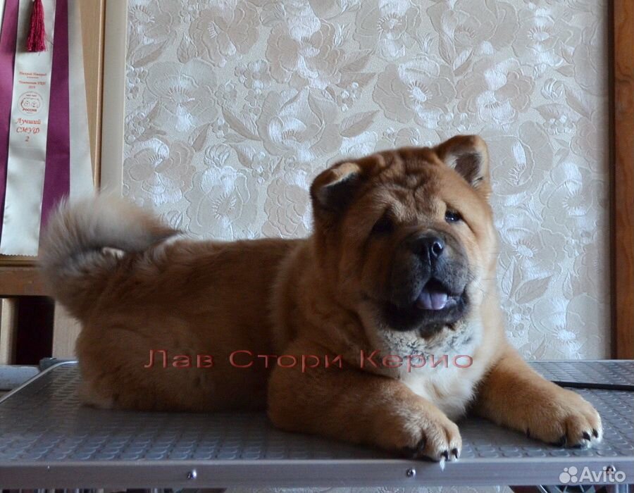Мальчик смуф