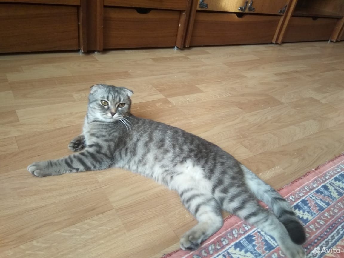 Кошка
