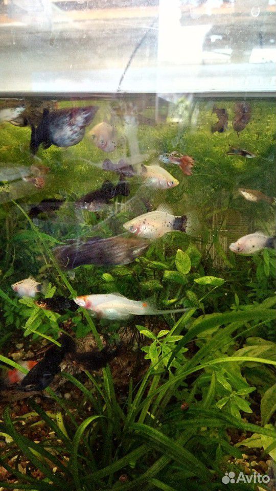 Пецилии белые