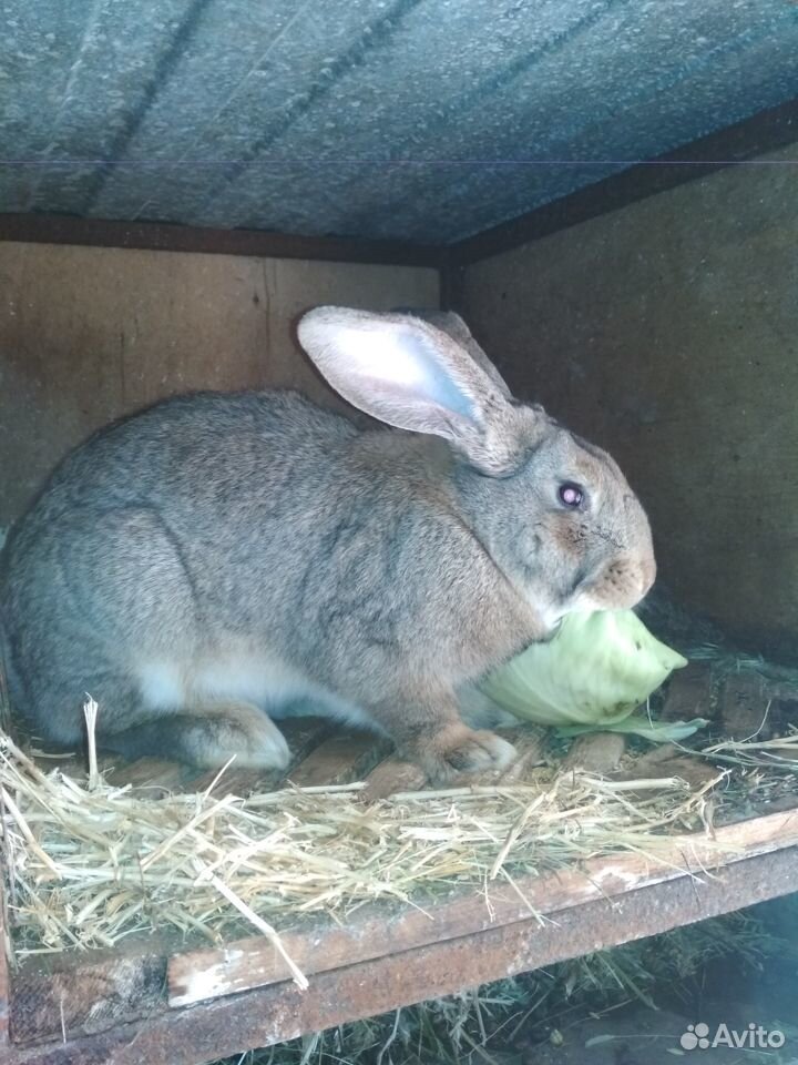 Кролик самец порода серый великан