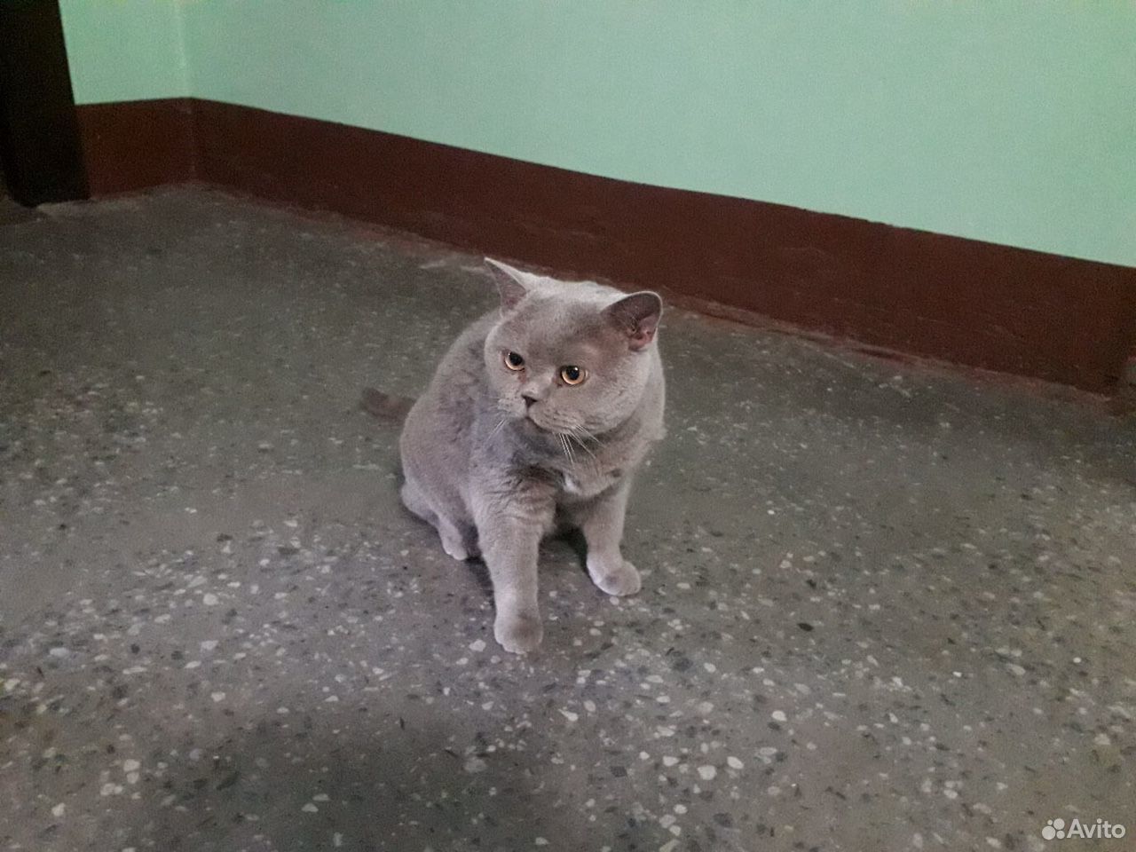 Серый британец