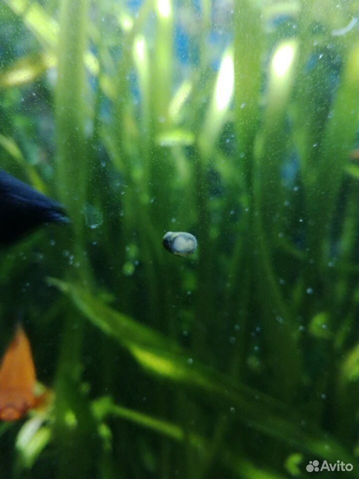 Улитки теодоксусы