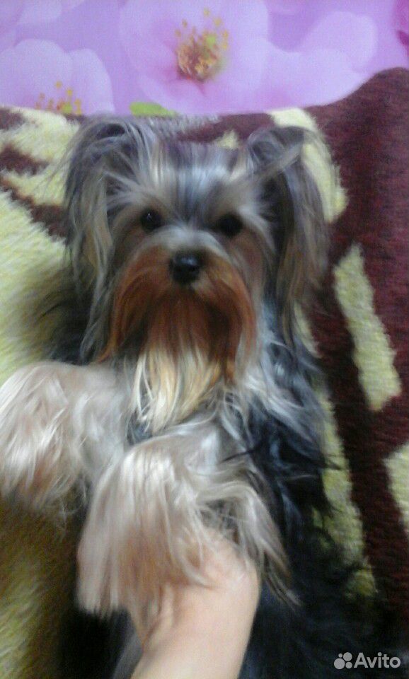 Супер мини девочка высокопородная