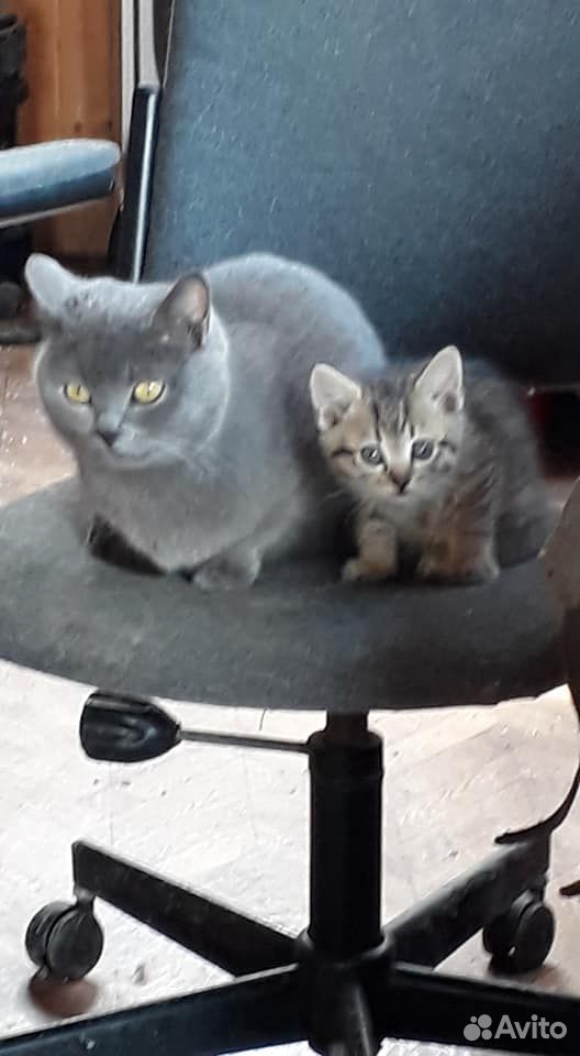 Котята крысоловы в добрые руки