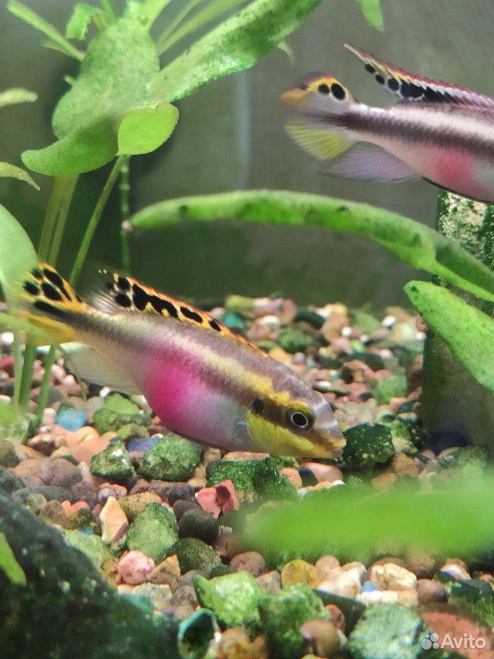 Пельвикахромис, попугай