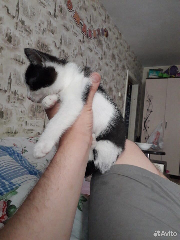 Кошка