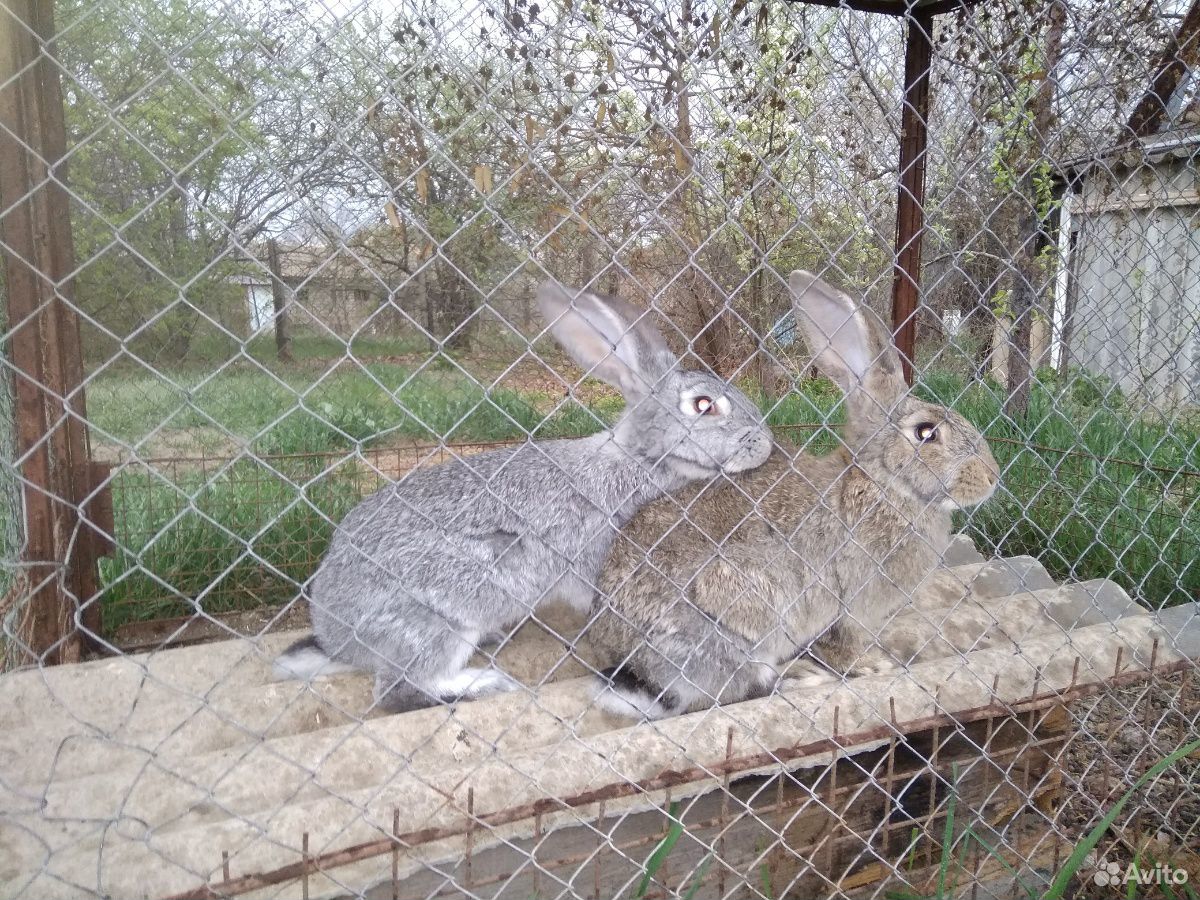Продаются кролики