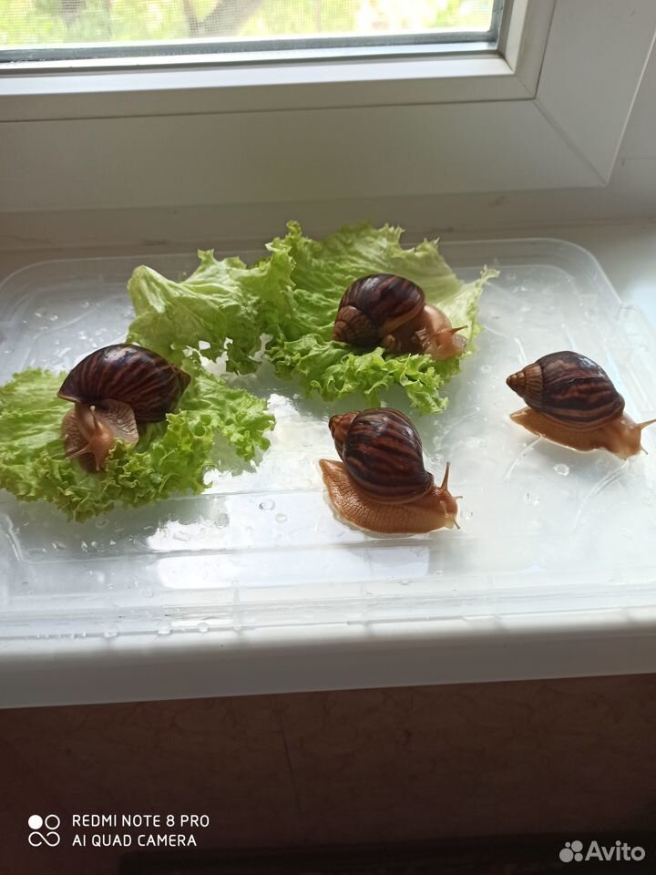 Отдам улиток ахатинок