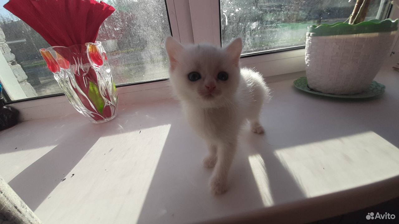 Котята около 2 месяцев\ Мальчик и 2 девочки