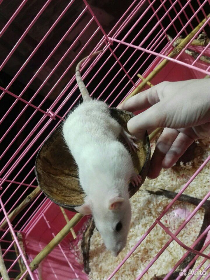 Крыса самец 5 месяцев