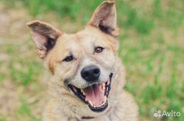 Собака Тайсон