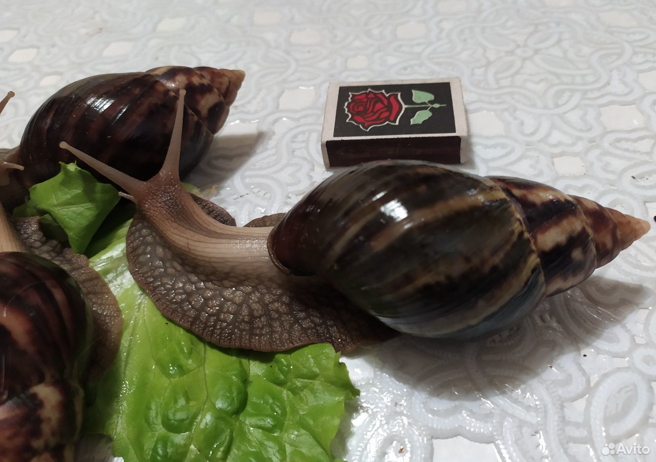 Красавица Ахатина