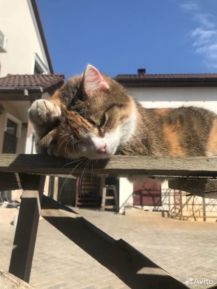 Кошечка- для души. Ласковая, дружелюбная душа