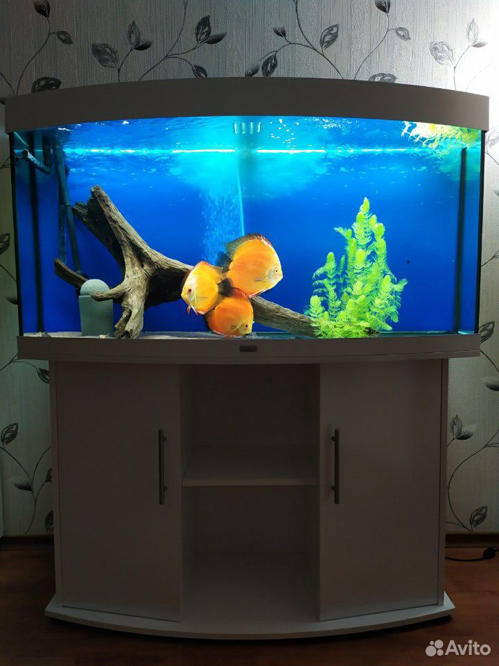 Аквариум с дискусами