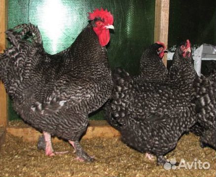 Куры Мехеленская кукушка