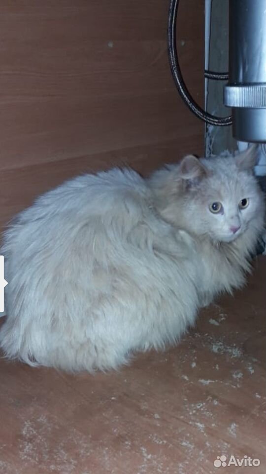 Жора,он же Гоша, он же Гога