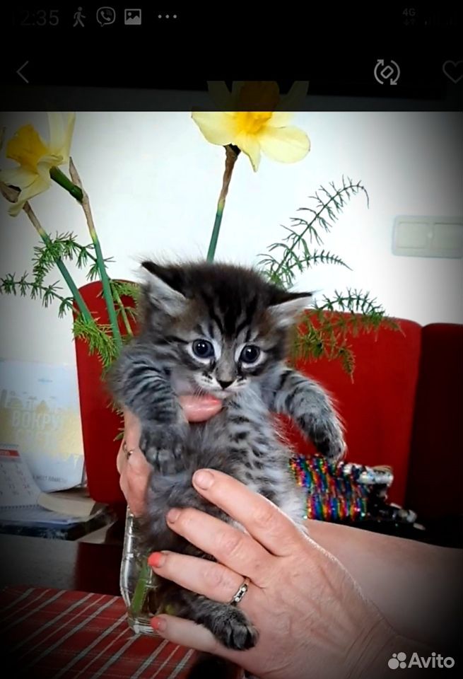 Отдам котят в хорошие, заботливые руки