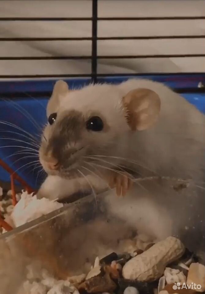 Крыса Дамбо в дар