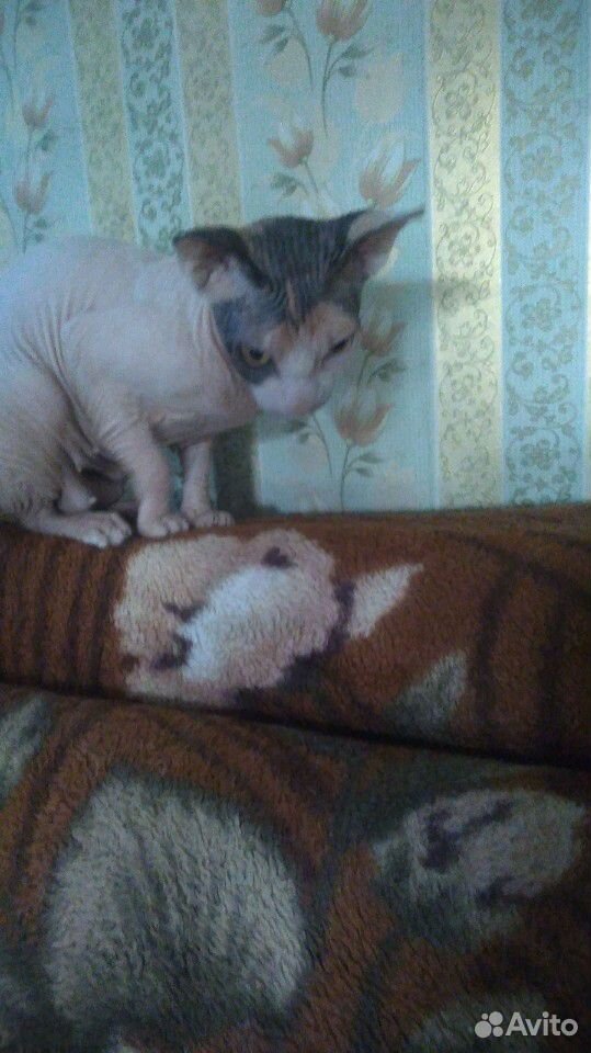 Канадский сфинкс