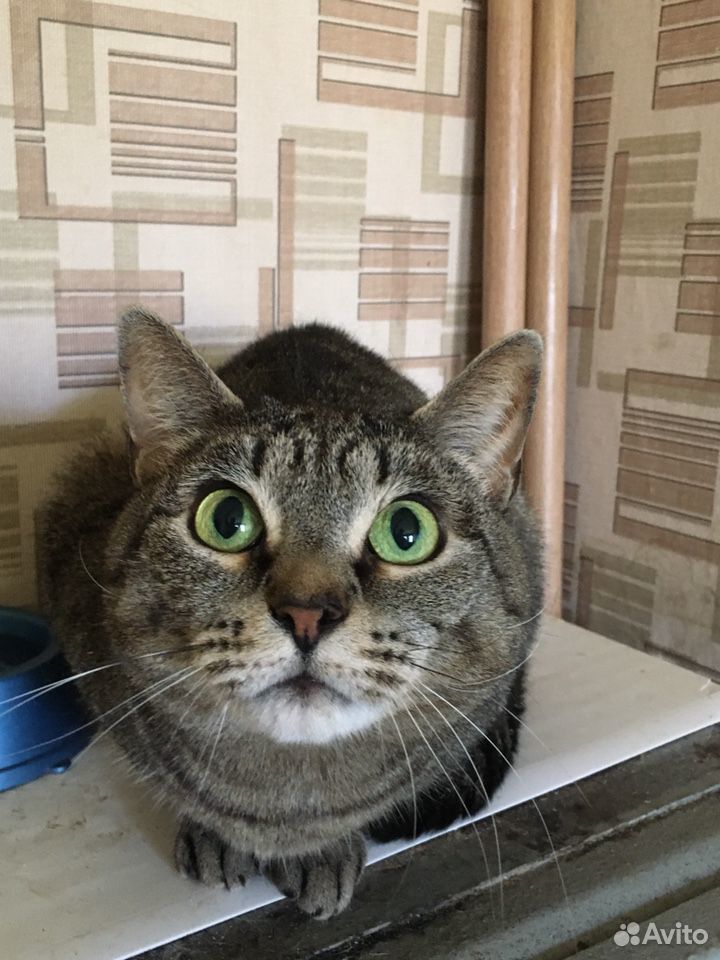 Кошка Лаура в добрые руки