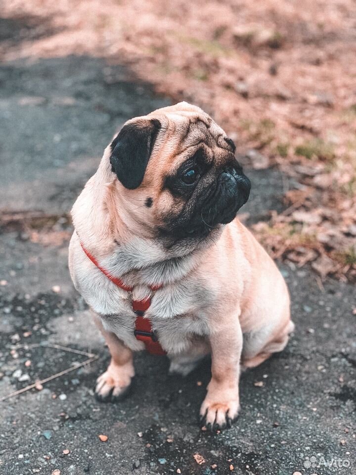 Мопс, вязка