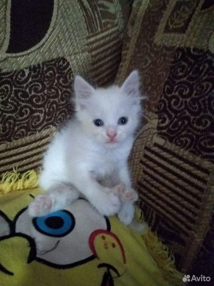 Котенок