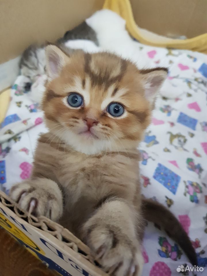 Шотландский чистокровный котенок