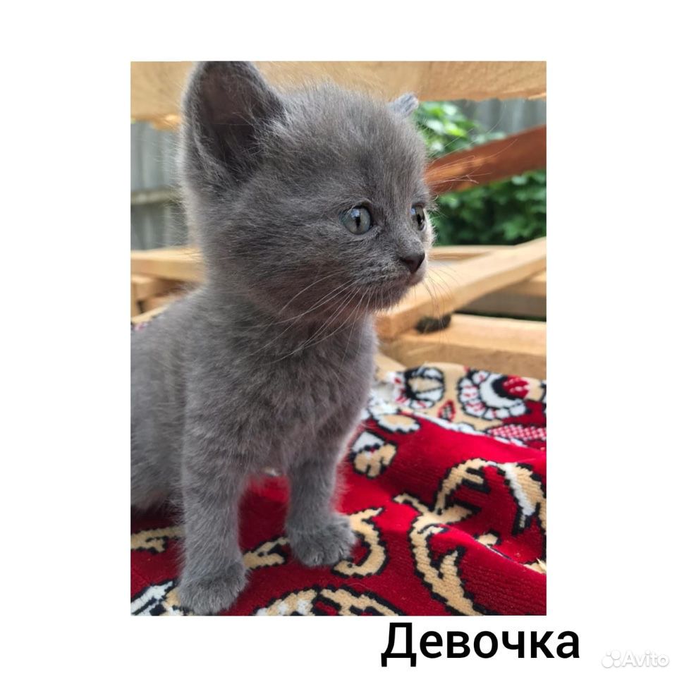 Британцы, шотландцы