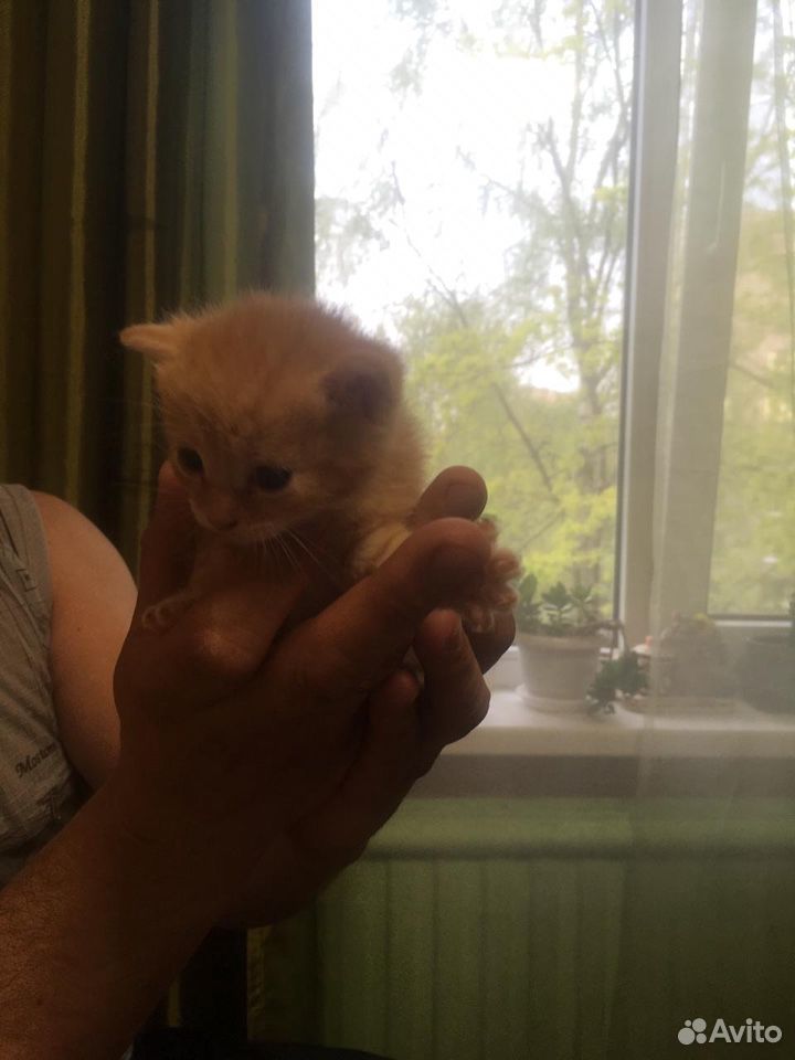 Котята