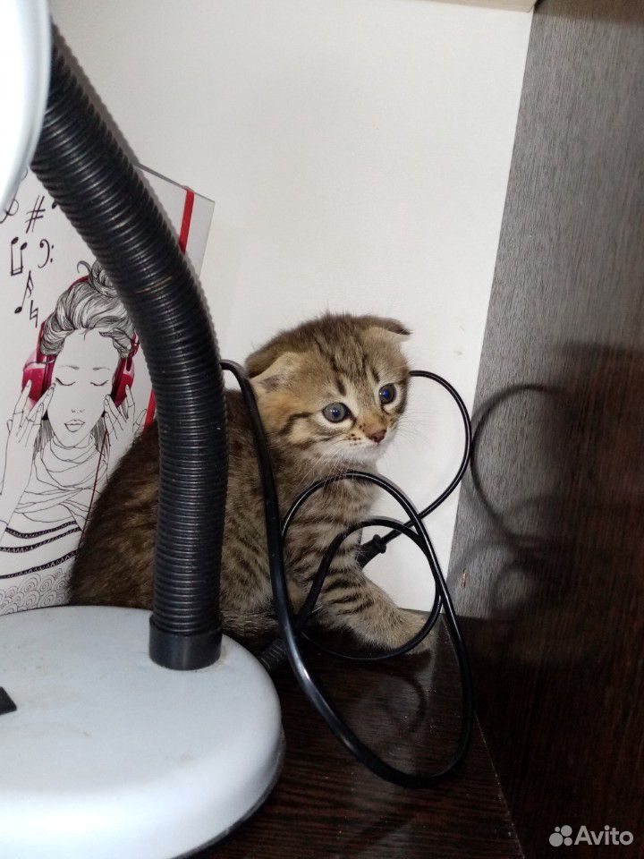 Вислоухие котята