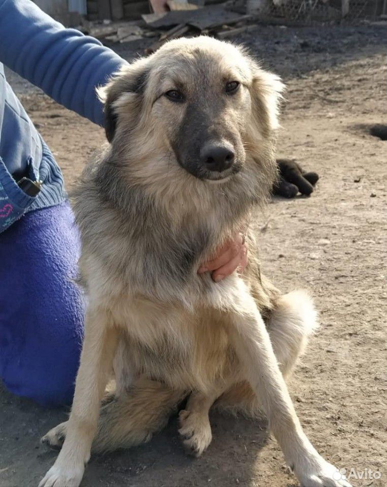 Ласковый пес