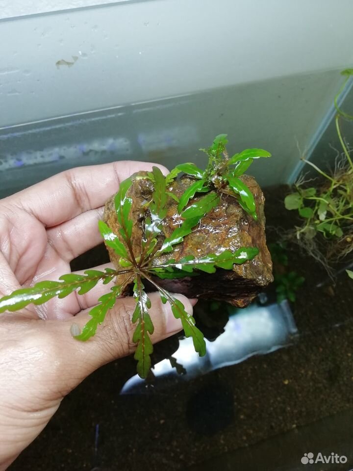 Гигрофила пиннатифида, Анубиас Нана, Нана Петит