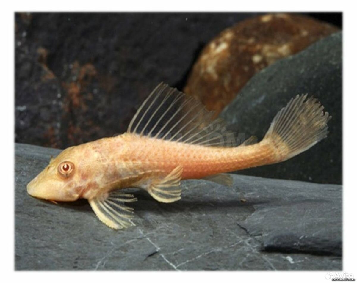 Плекостомус альбинос