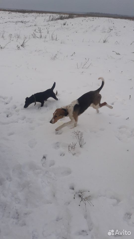 Отдам ягдтерьера