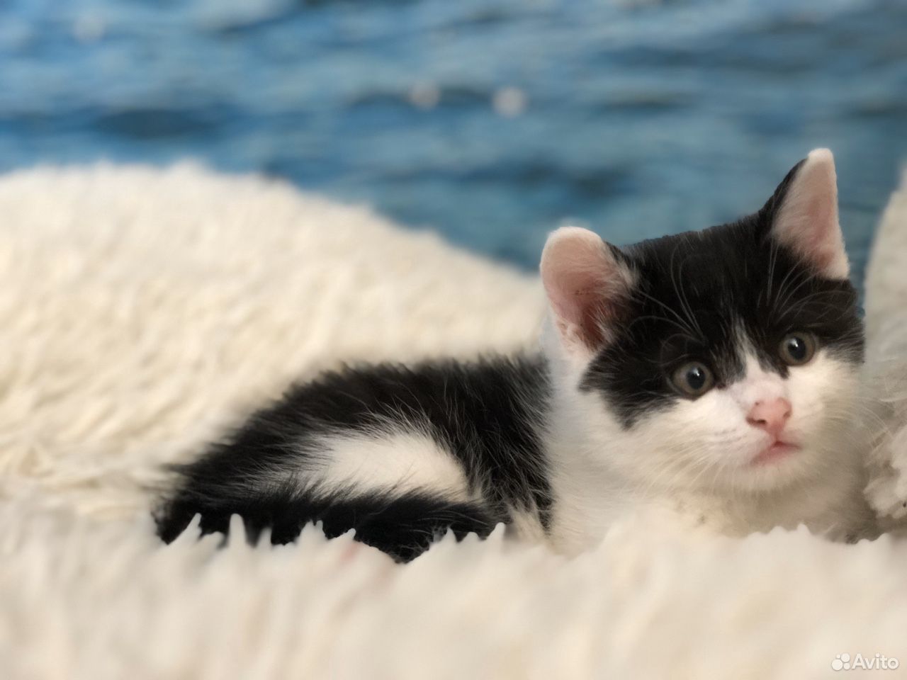 Котёнок Бетмен в добрые ручки