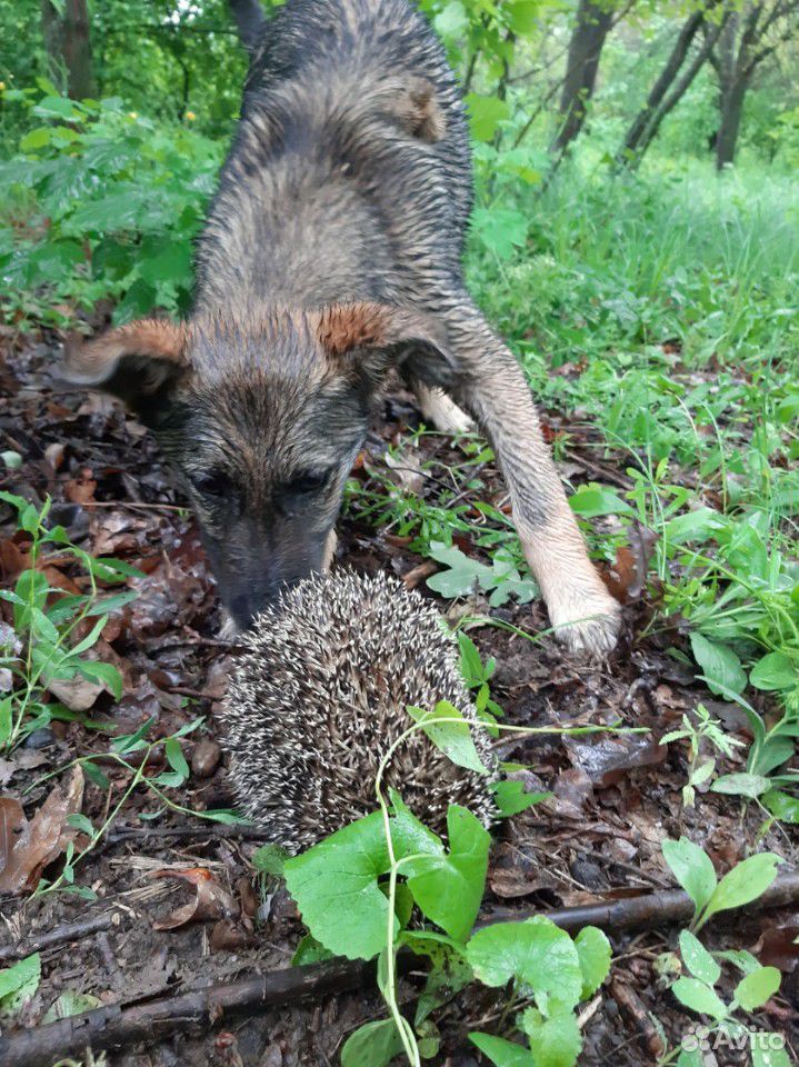Собака в добрые руки