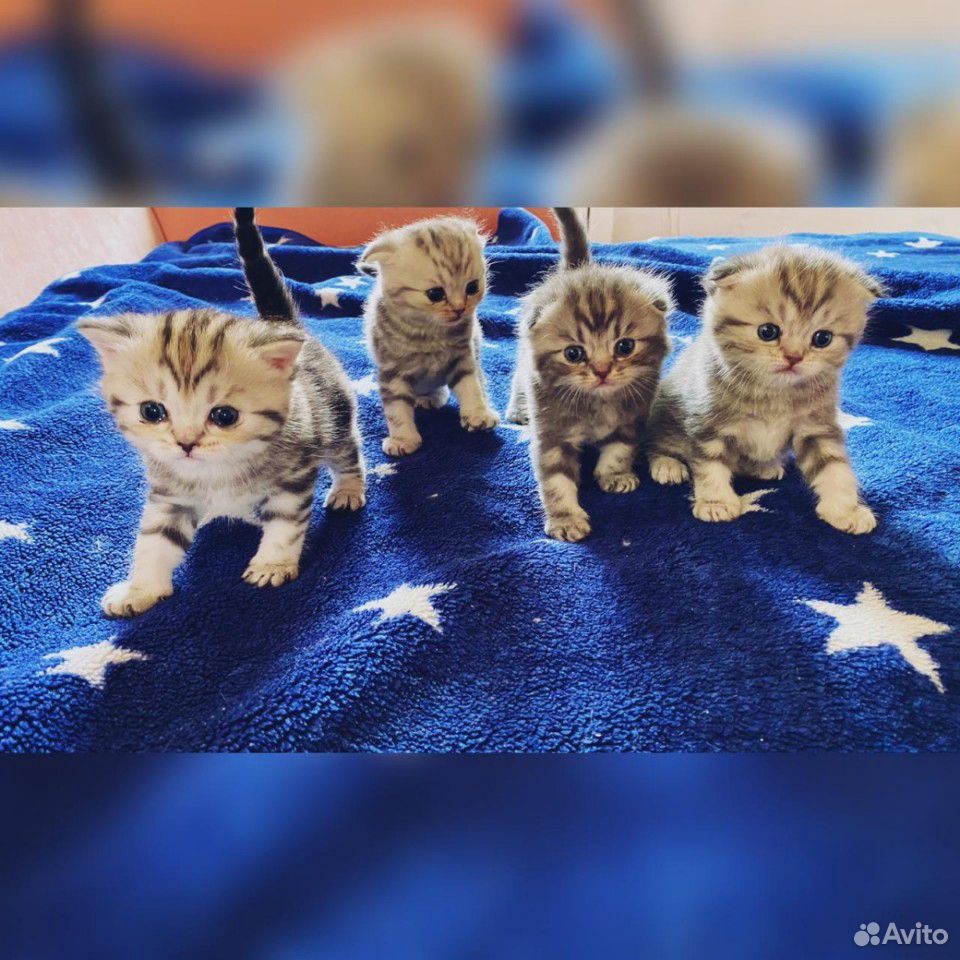 Шотландские котята