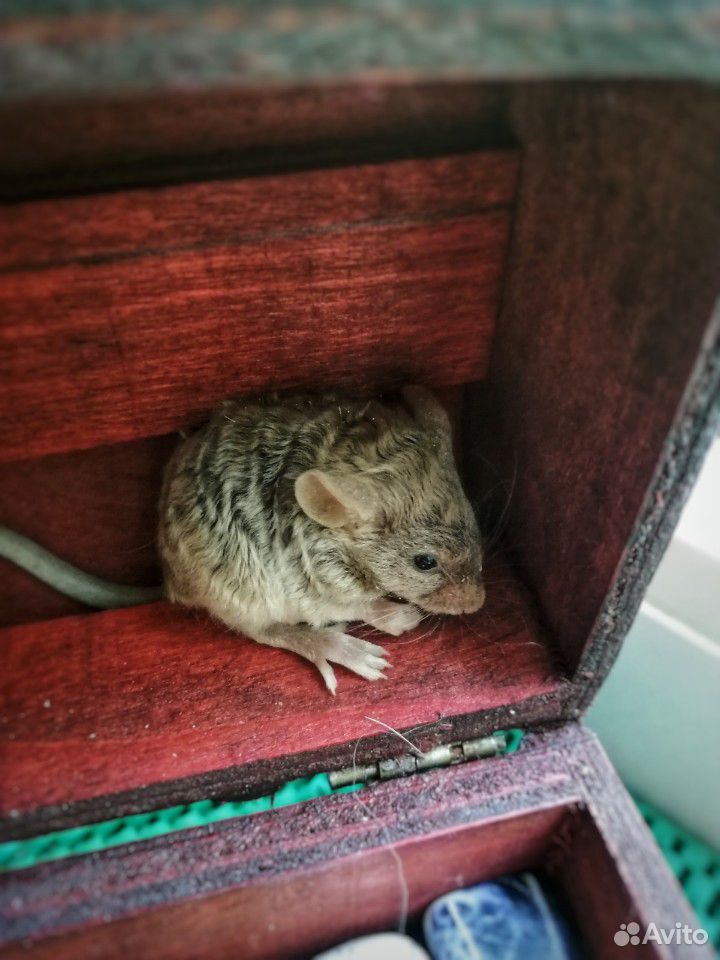 Мыши декоративные