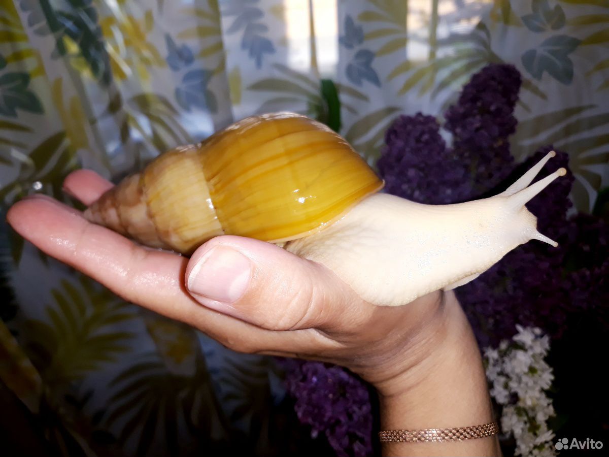 Улитка ахатина фулика родация альбино