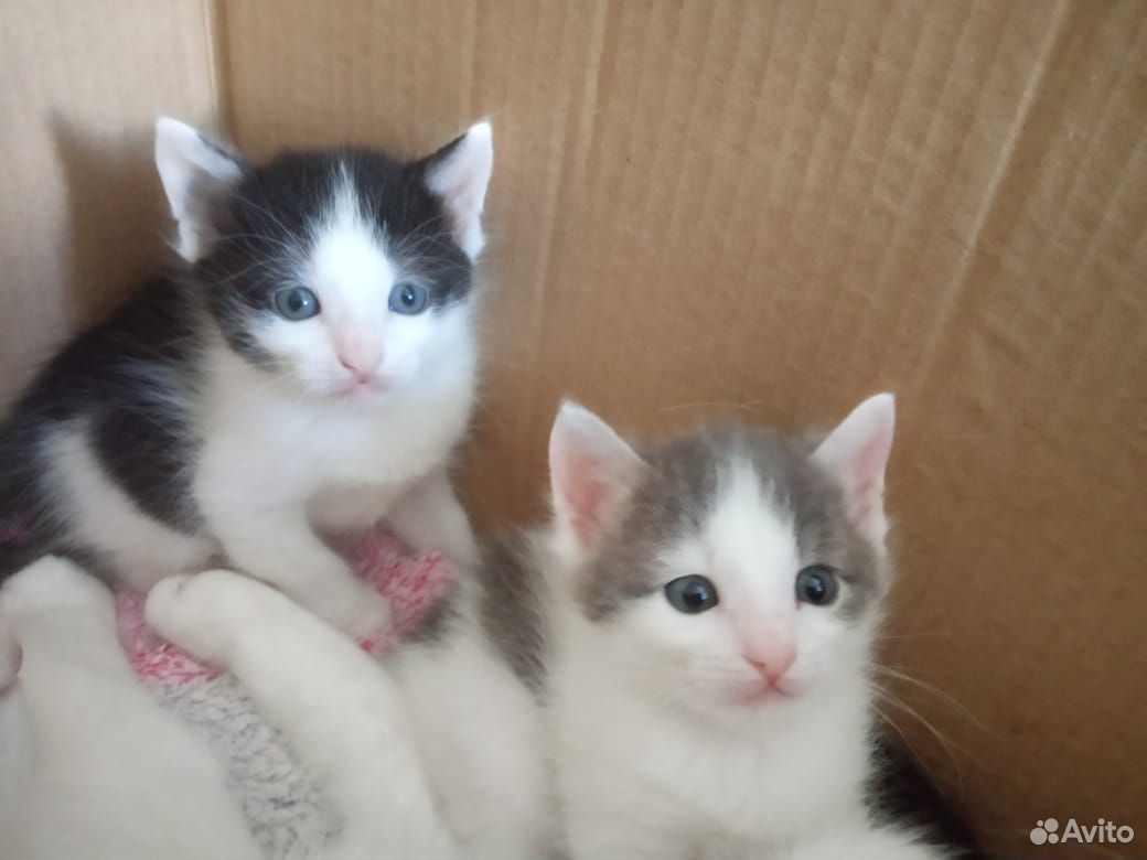 Котята