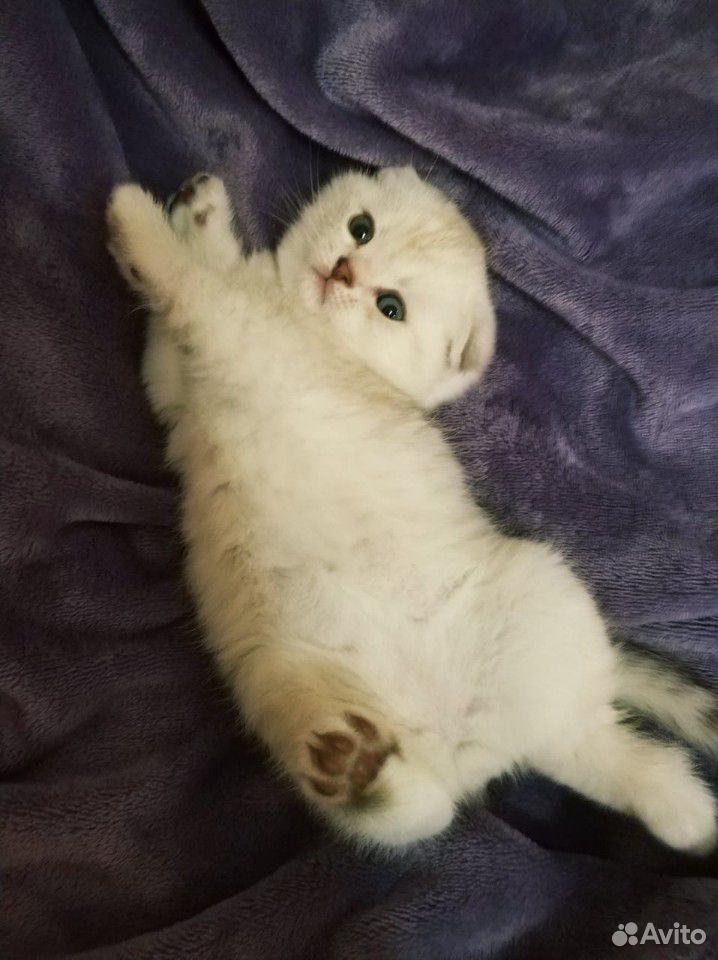 Шотландские котята