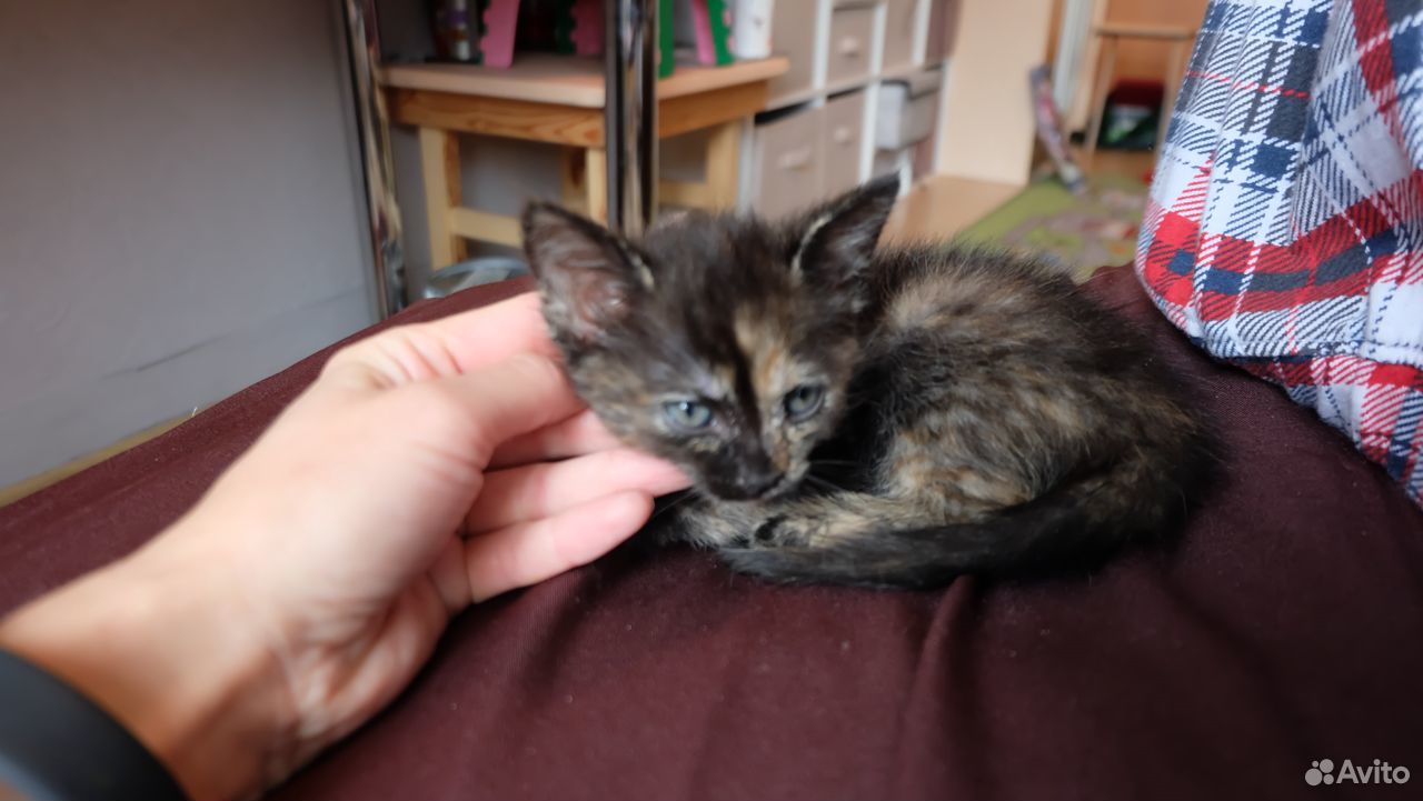Котенок черепаший окрас. Девочка 1,5 мес