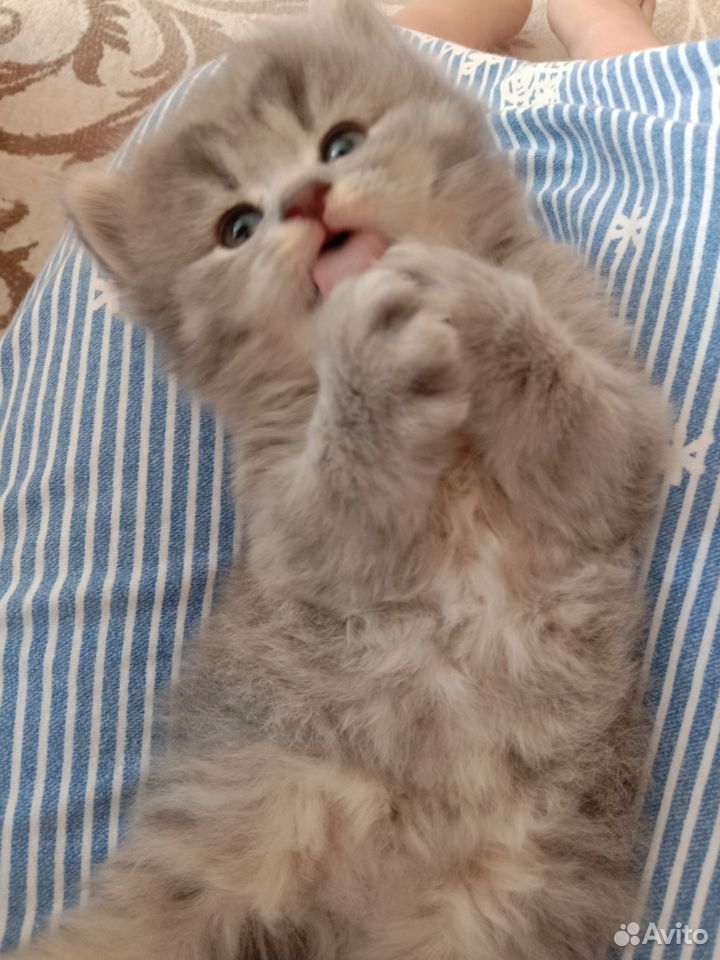 Британский длинношёрстный котенок