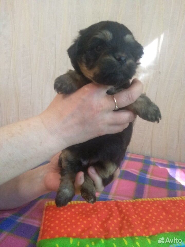 Метис шитцу и йорка