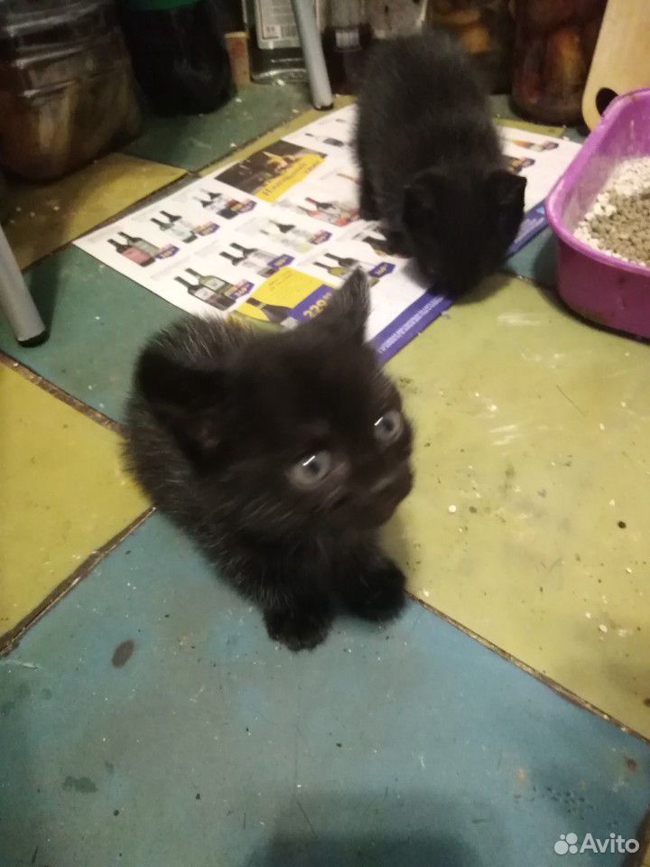 Котята 2мес даром мама шотланка