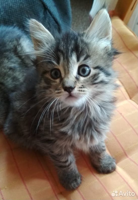 Котенок пушистик