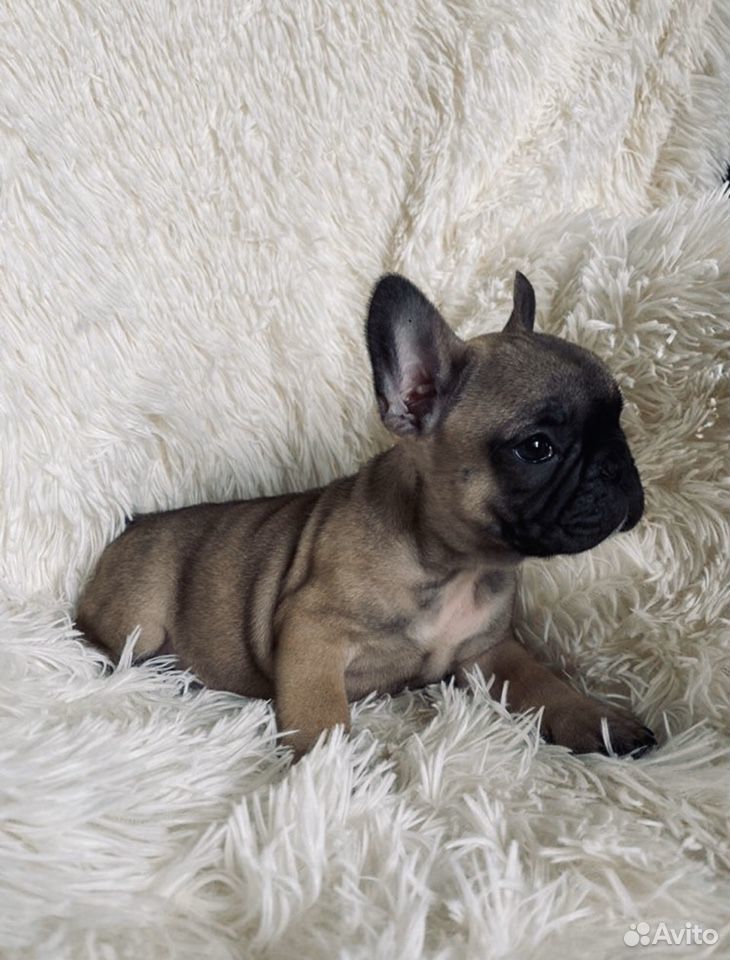 Щеночки французского бульдога