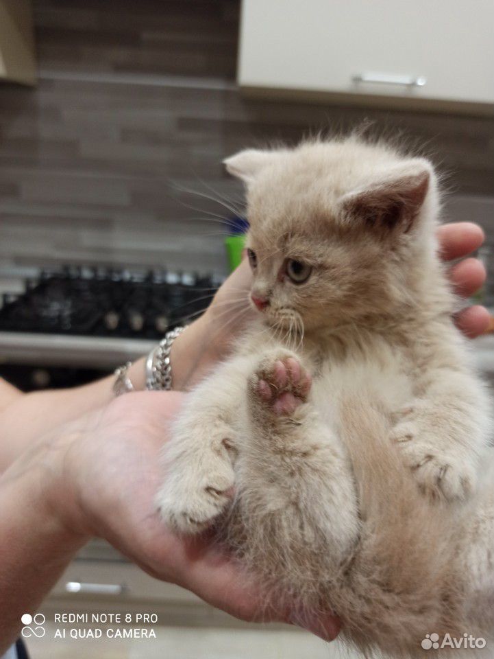 Роскошные пушистые котята